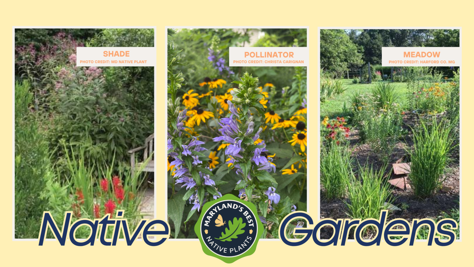 Maryland Native Plants for Consumers - Marylands Best