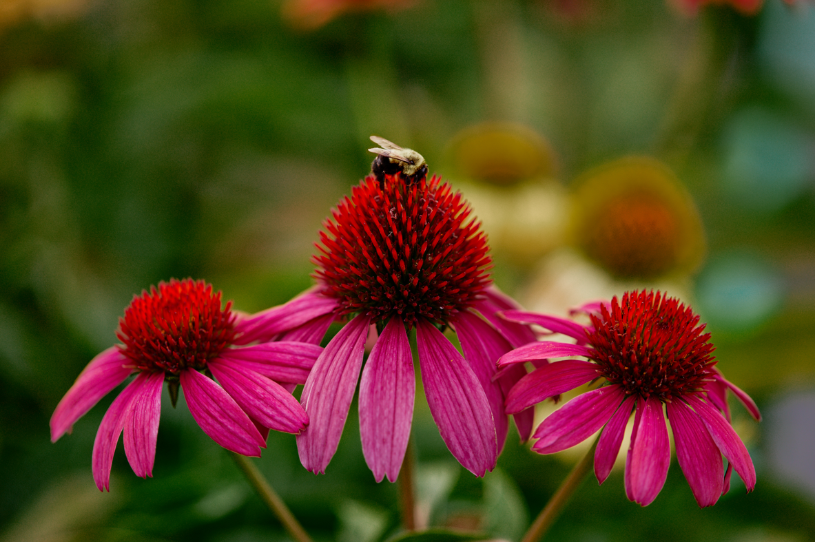 The Perennial Farm - Marylands Best